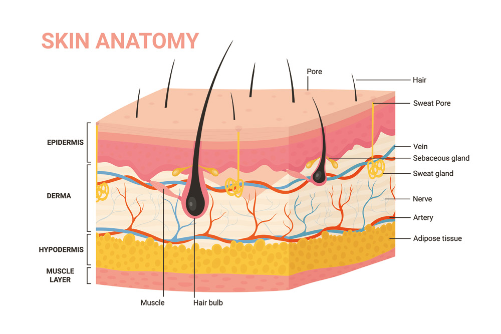 Diagramm Der Epidermisschichten Haut: Aufbau (Schichten) Und Funktion
